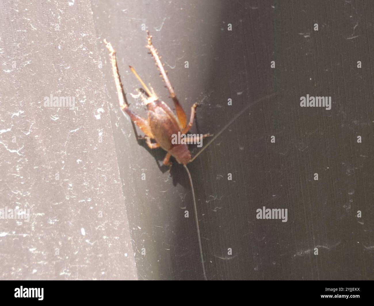 Hapithus hi-res stock photography and images - Alamy
