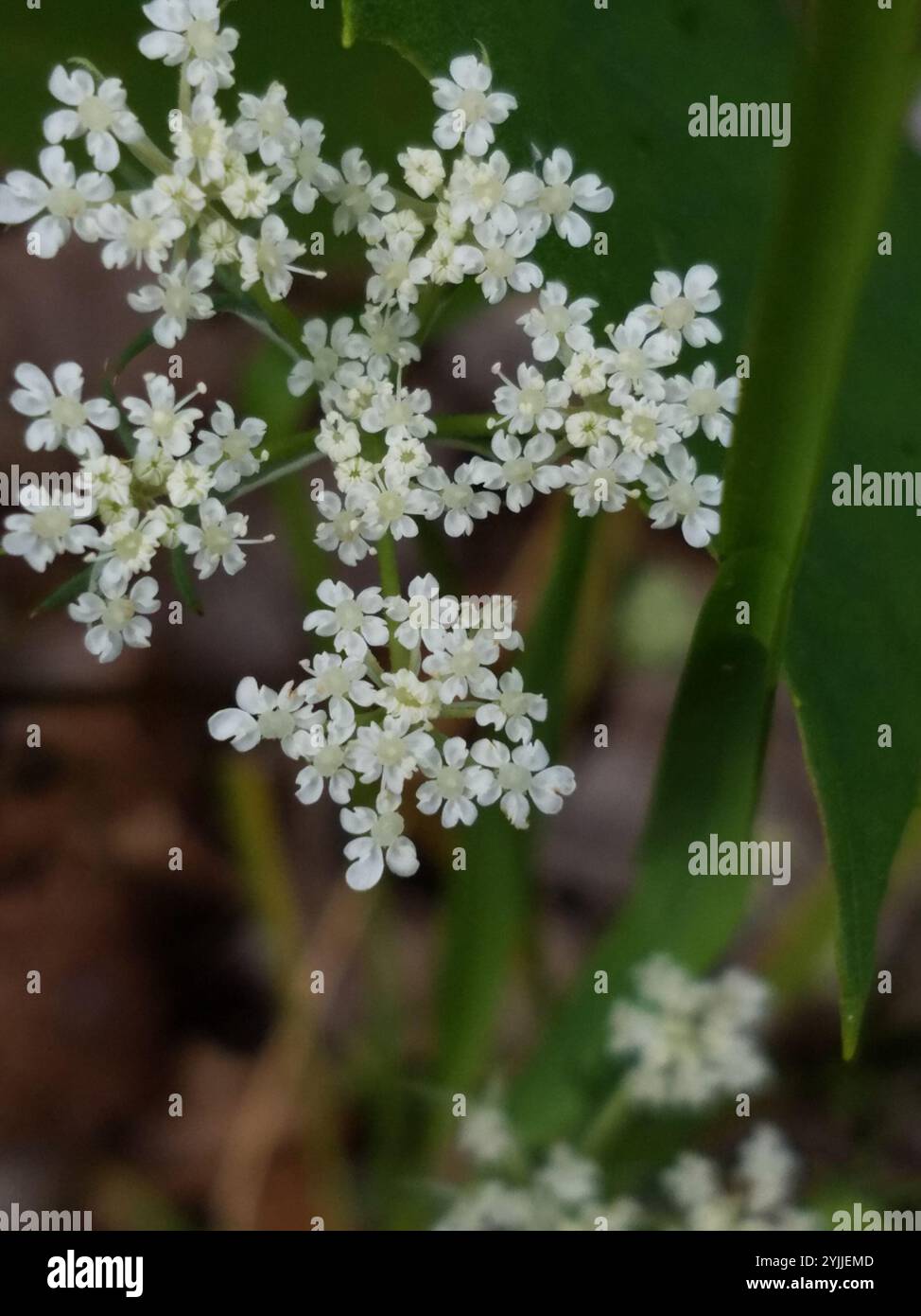 common hedge parsley (Torilis arvensis Stock Photo - Alamy