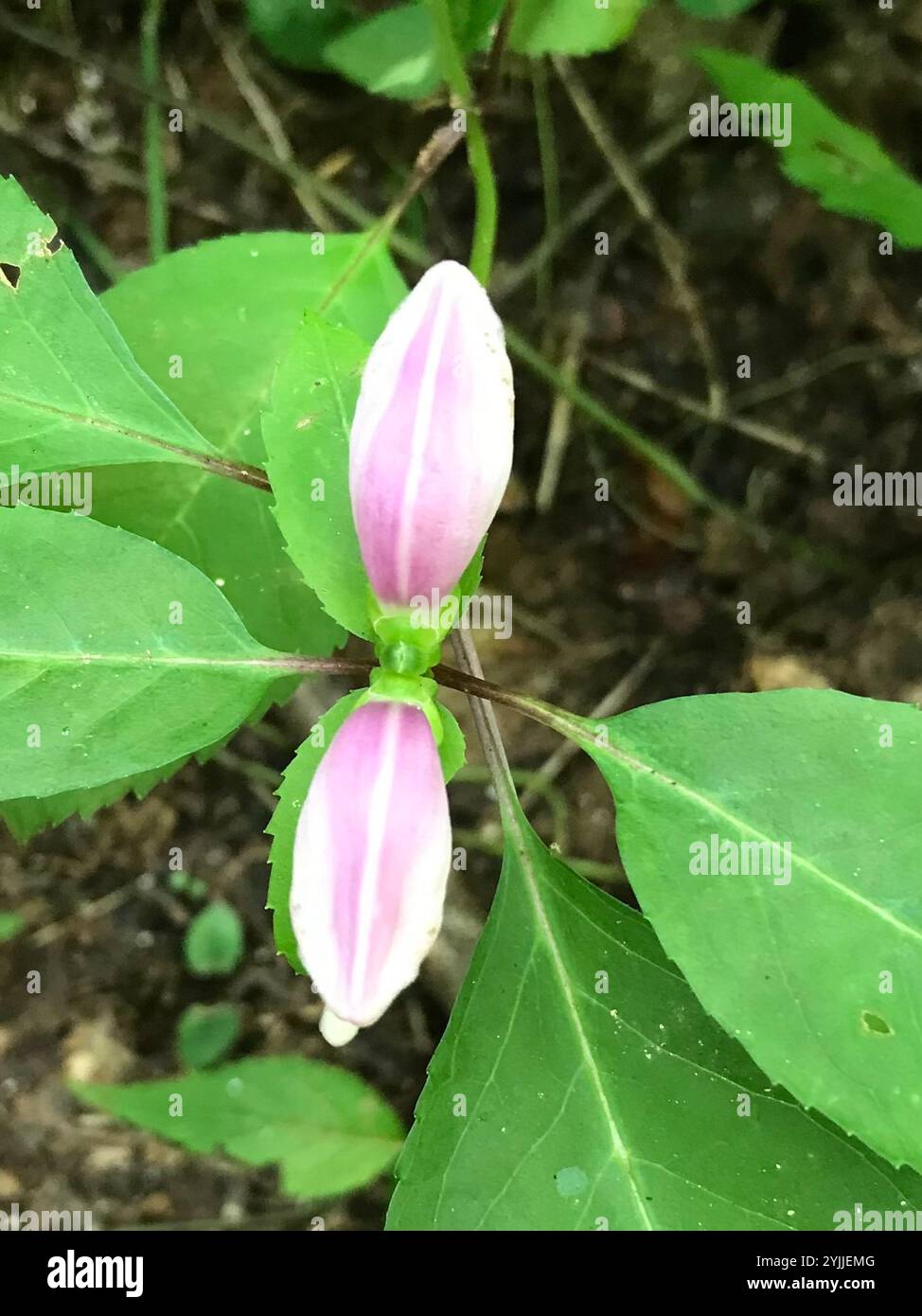 pink turtlehead (Chelone lyonii Stock Photo - Alamy