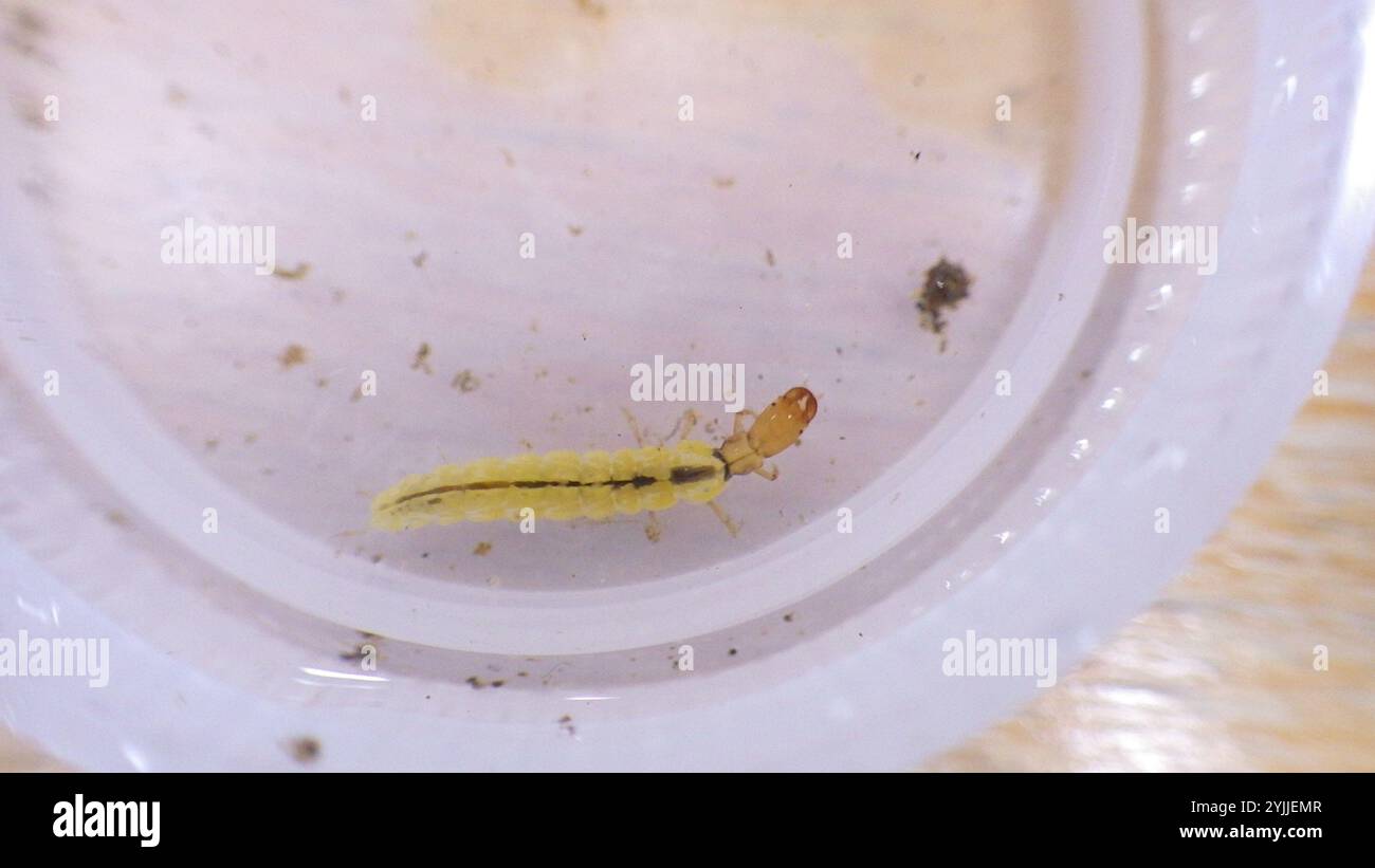 Little Black Caddisflies (Chimarra Stock Photo - Alamy
