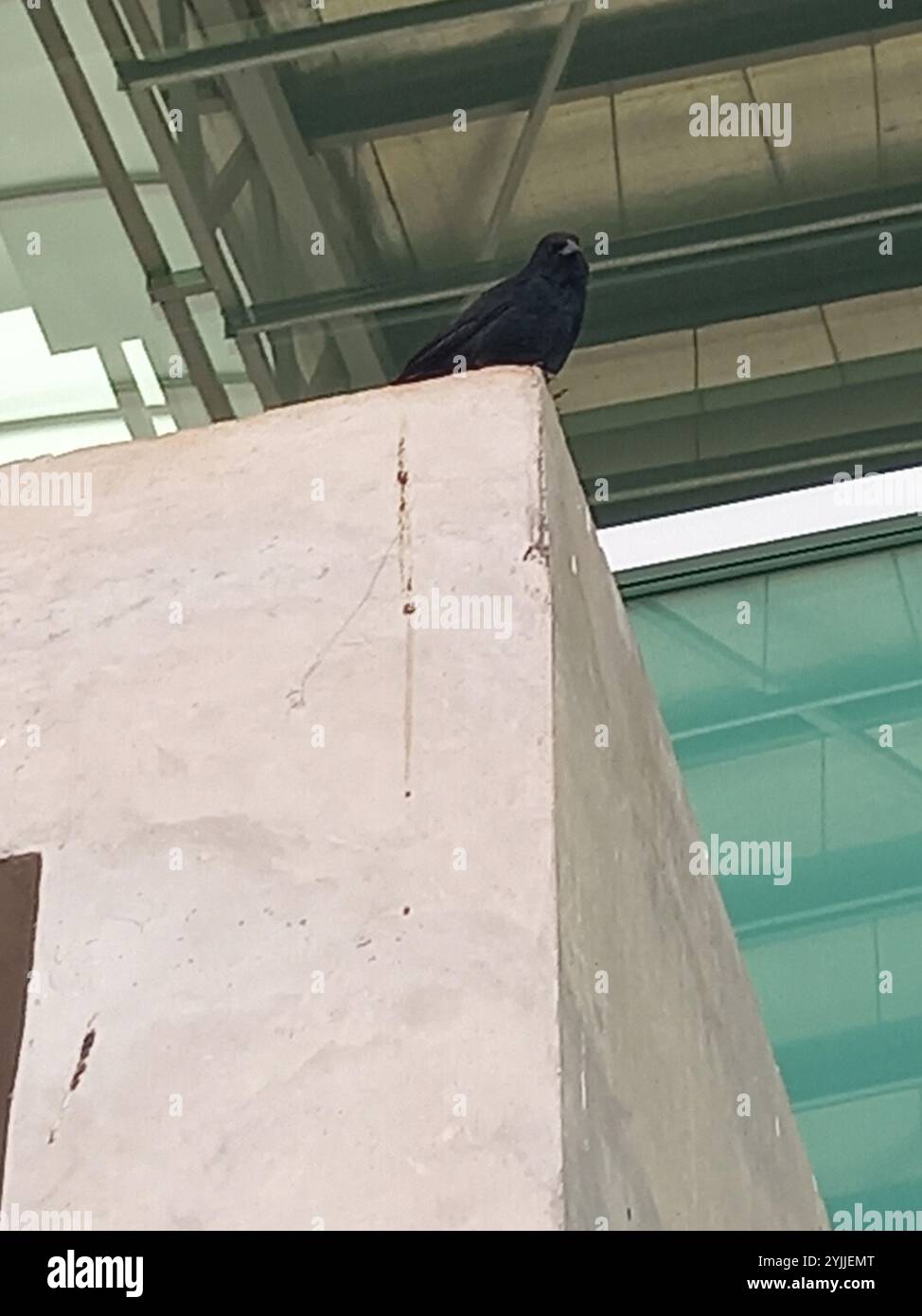 Chopi hi-res stock photography and images - Alamy