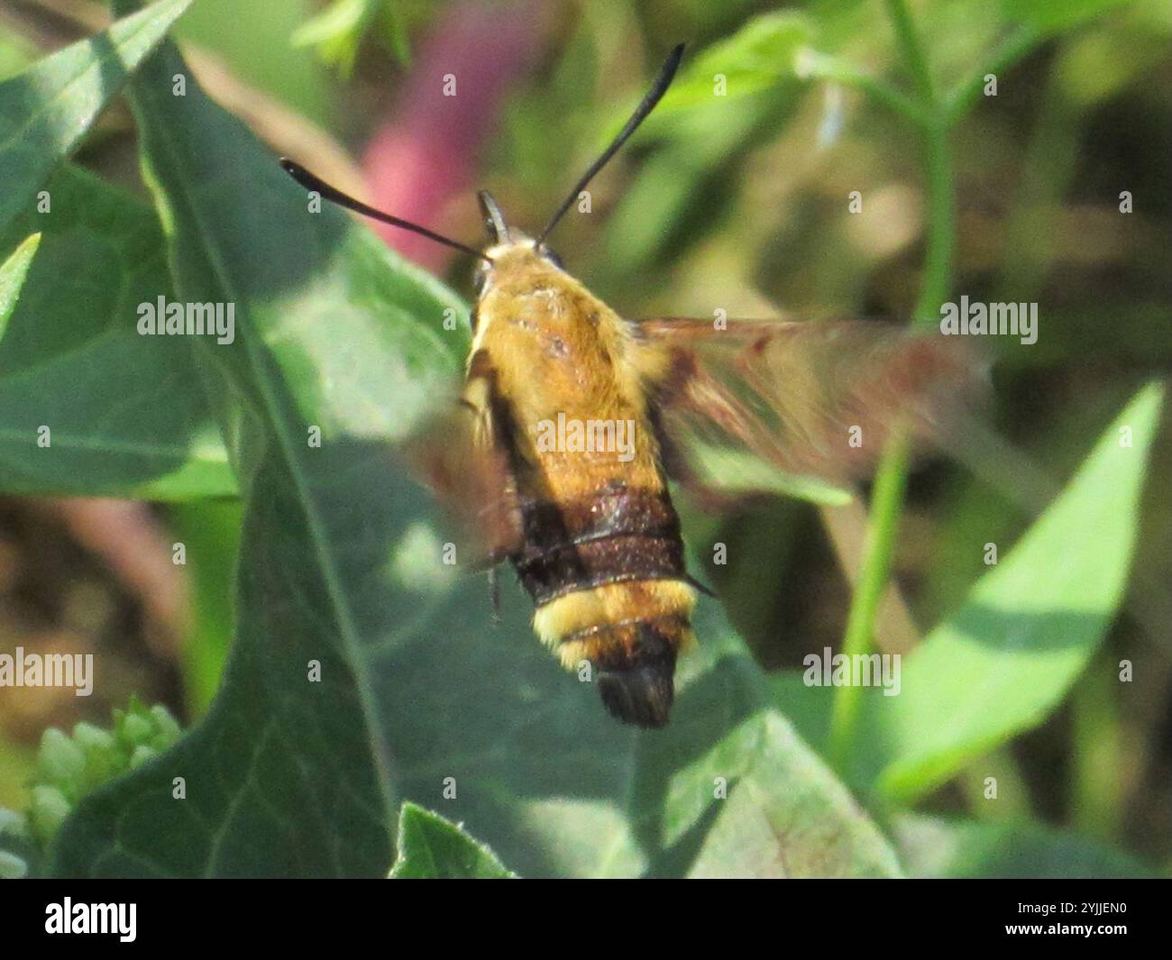 Snowberry Clearwing (Hemaris diffinis Stock Photo - Alamy