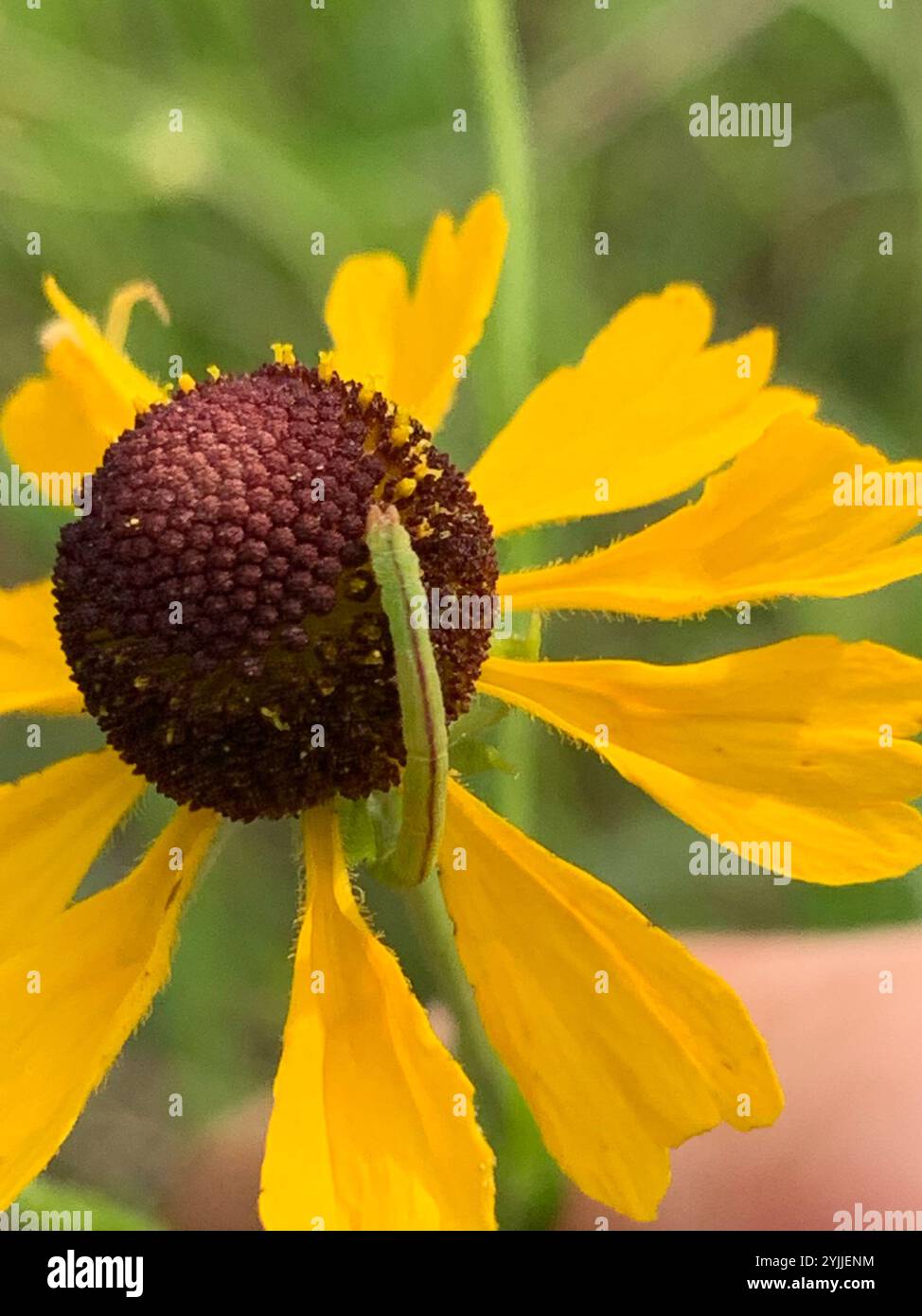 Southern Sneezeweed (Helenium flexuosum Stock Photo - Alamy