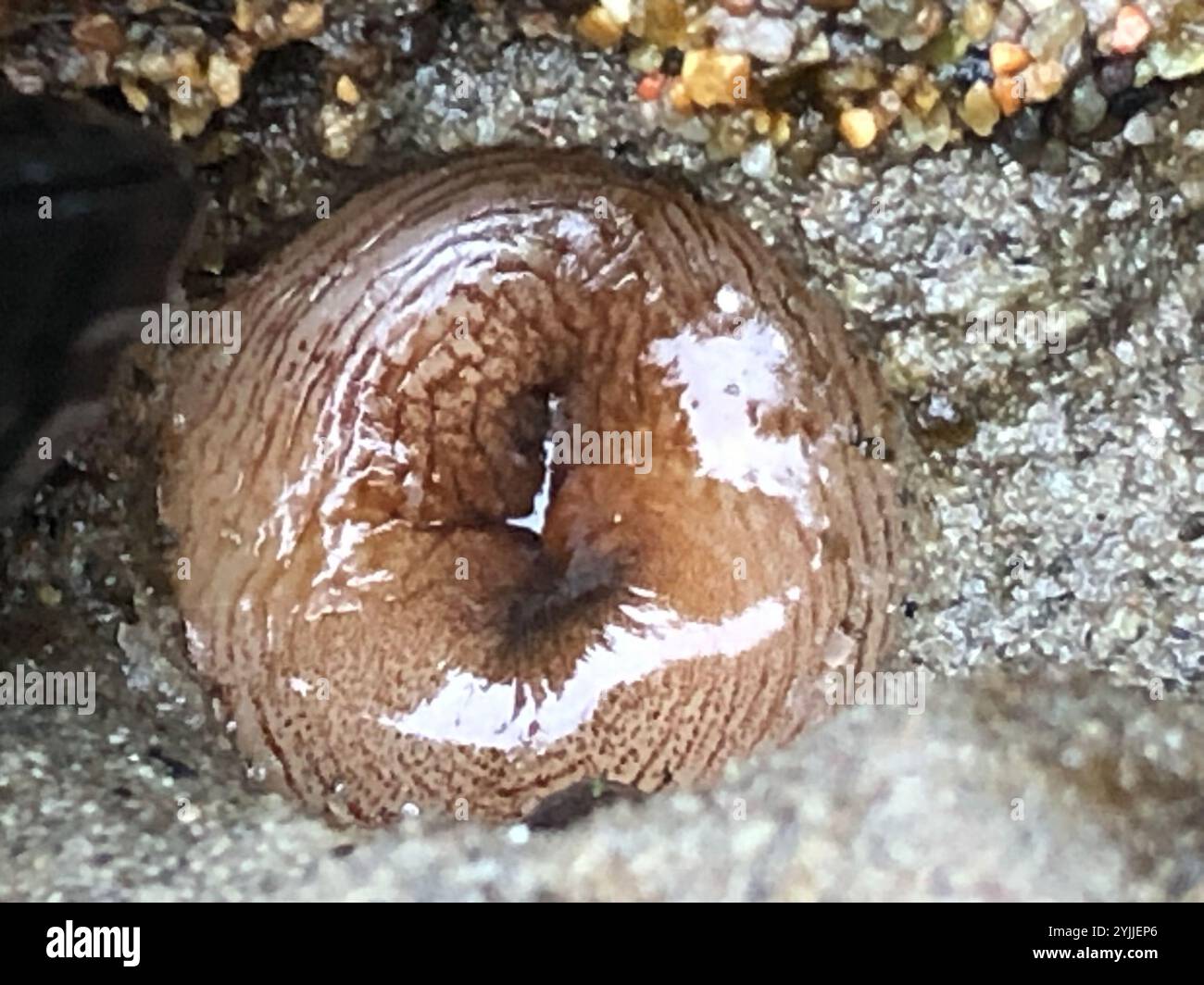 Rough piddock hi-res stock photography and images - Alamy