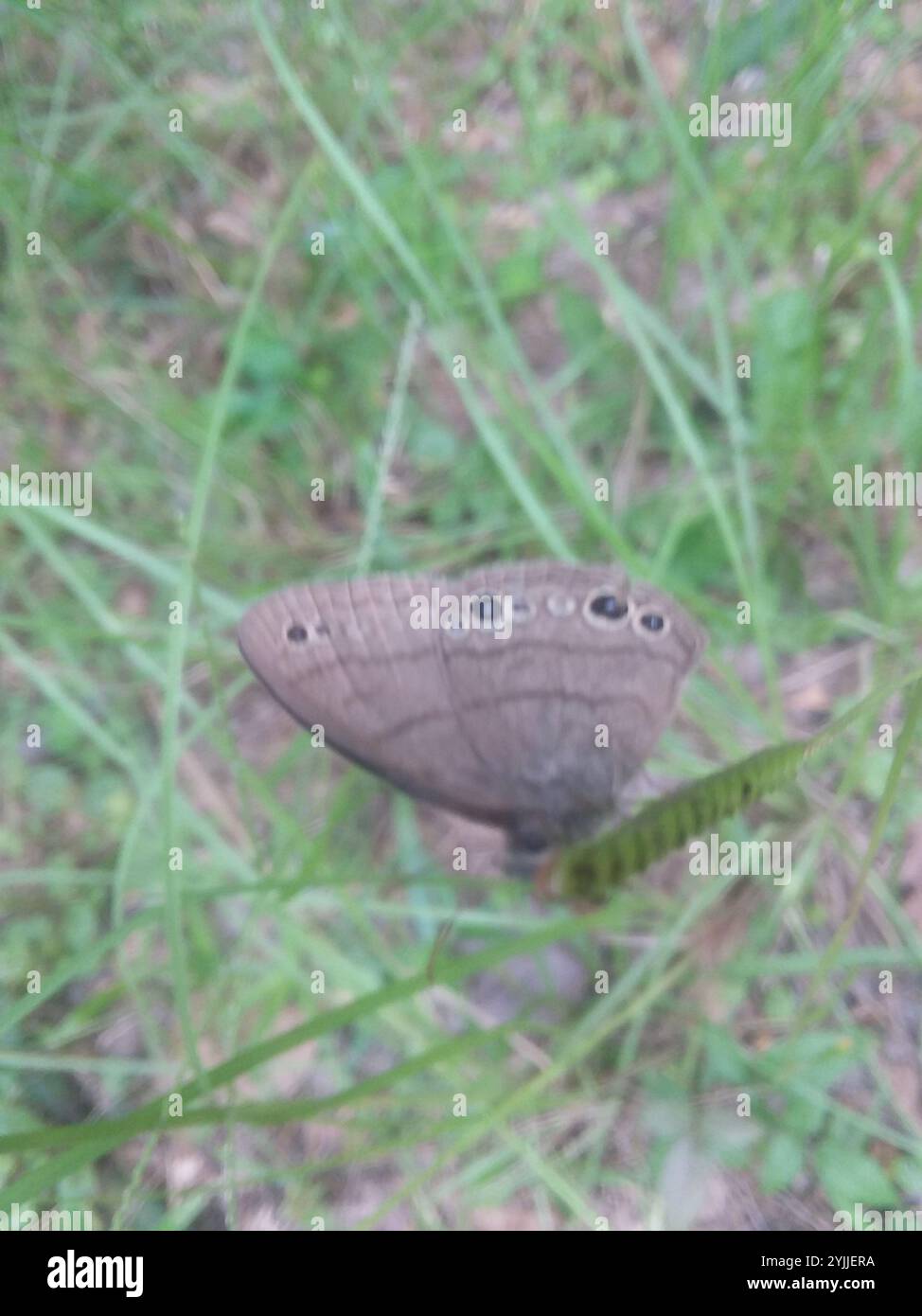 Carolina Satyr (Hermeuptychia sosybius Stock Photo - Alamy