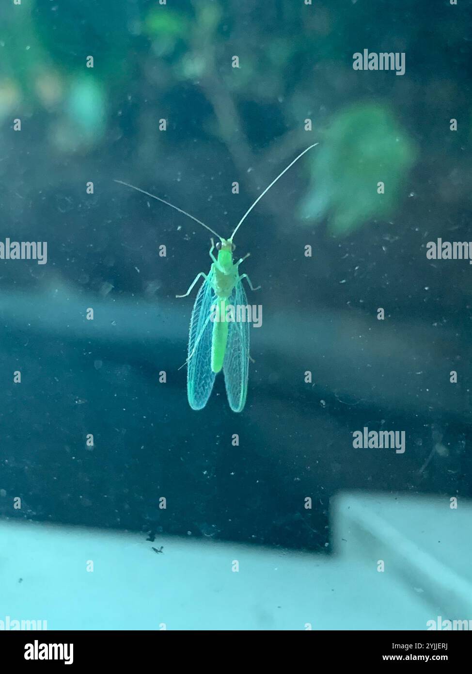 Chrysoperla carnea group hi-res stock photography and images - Alamy