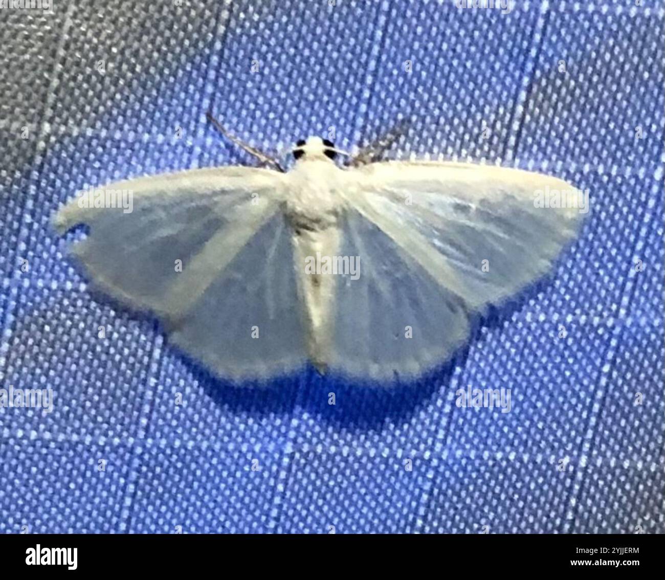 White Spring Moth (Lomographa vestaliata Stock Photo - Alamy
