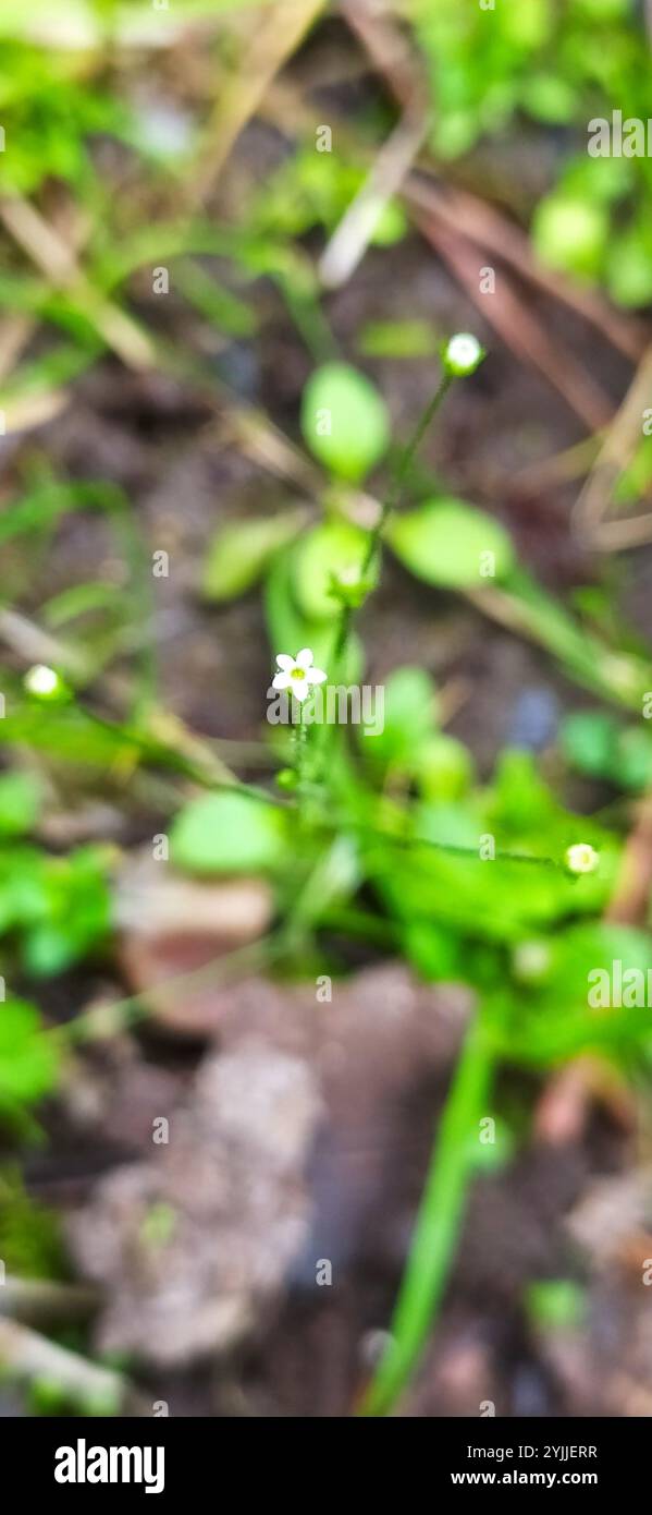 slender-stemmed androsace (Androsace filiformis Stock Photo - Alamy