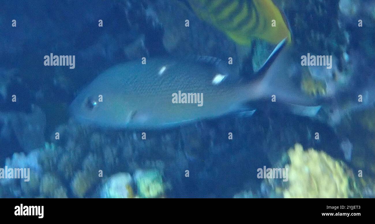 Two-spot Red Snapper (Lutjanus bohar Stock Photo - Alamy