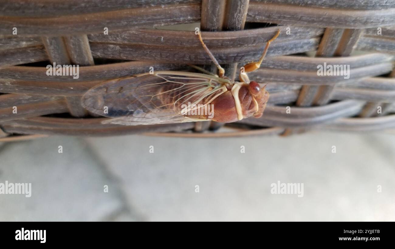 Diceroprocta hi-res stock photography and images - Alamy