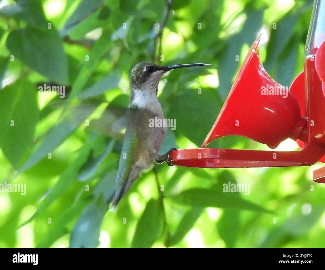 Ruby-throated Hummingbird (Archilochus colubris Stock Photo - Alamy