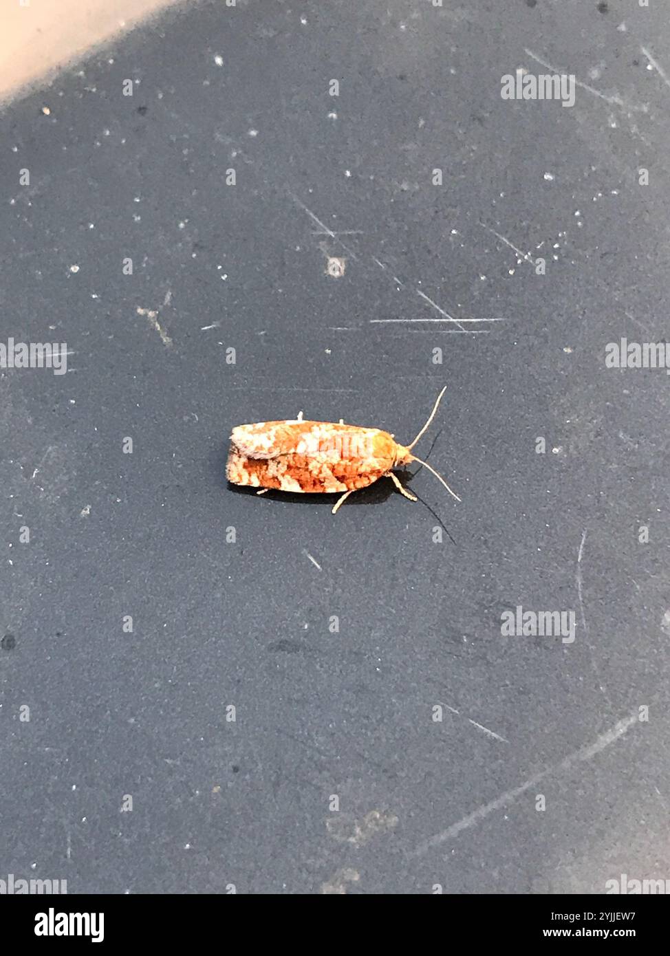 Jack Pine Budworm Moth (Choristoneura pinus Stock Photo - Alamy