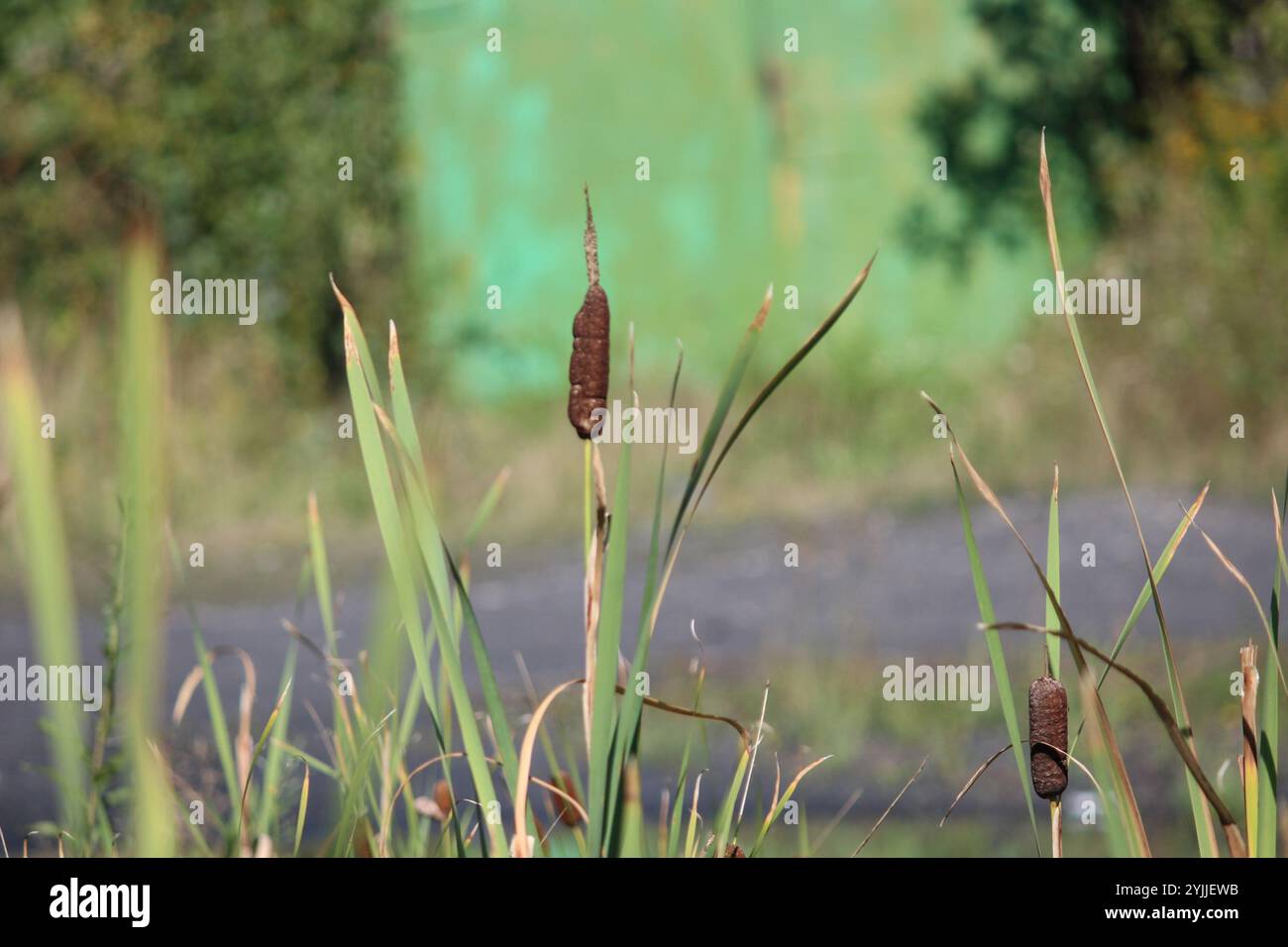 broadleaf cattail (Typha latifolia Stock Photo - Alamy