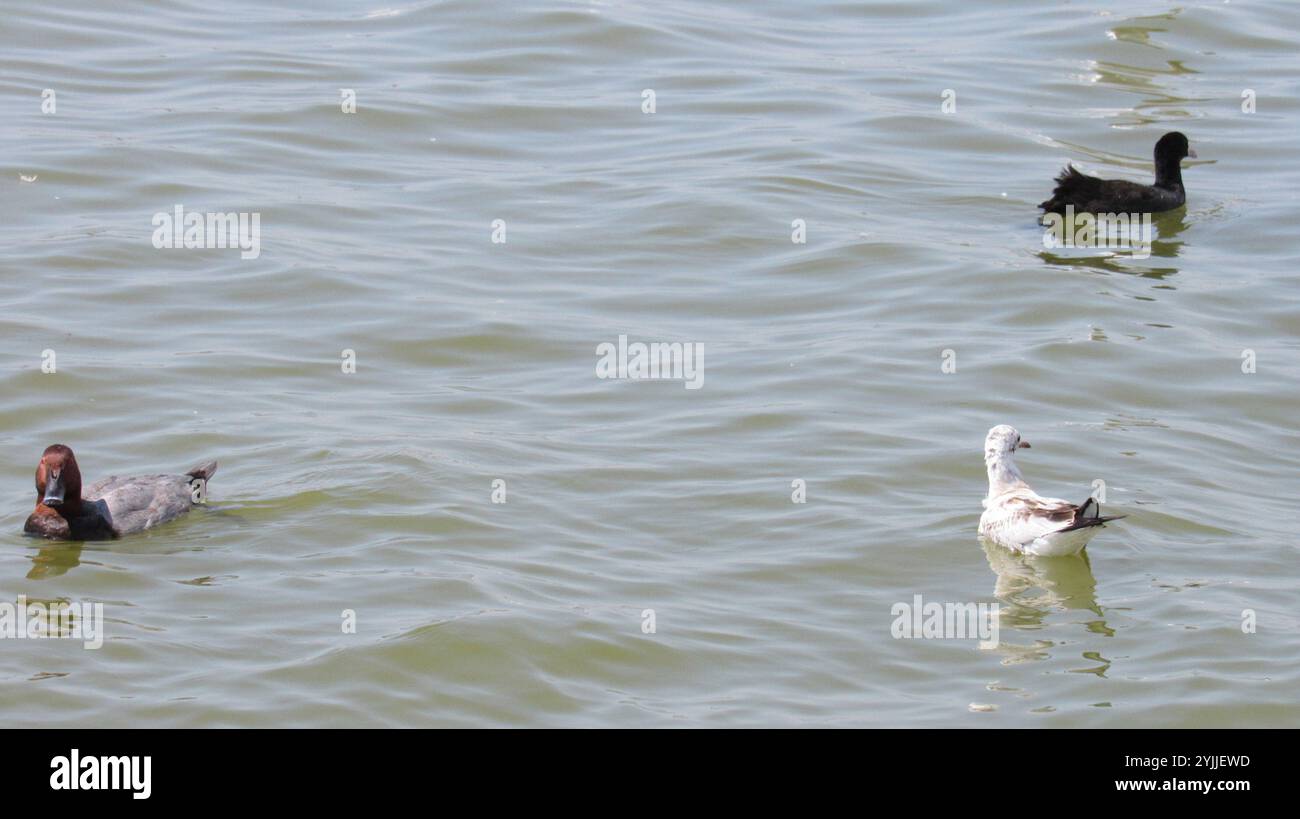 Common Pochard (Aythya ferina Stock Photo - Alamy