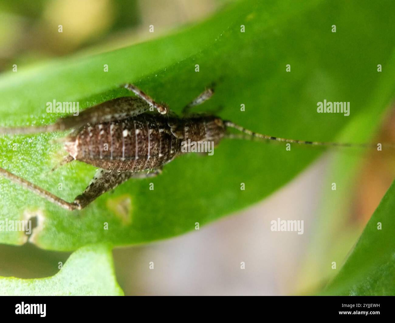 Hapithus hi-res stock photography and images - Alamy