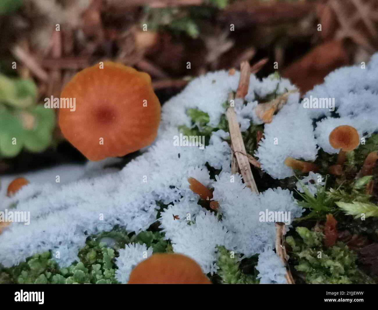 Honeycomb Coral Slime Mold (Ceratiomyxa fruticulosa Stock Photo - Alamy