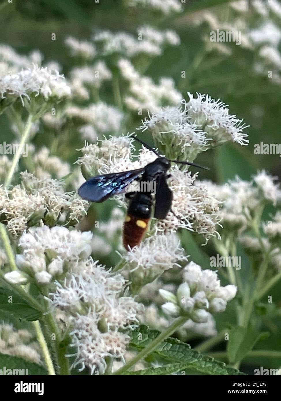 Blue-winged Scoliid Wasp (Scolia dubia Stock Photo - Alamy