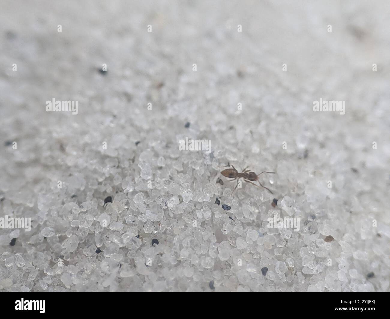 Dark Rover Ant (Brachymyrmex patagonicus Stock Photo - Alamy