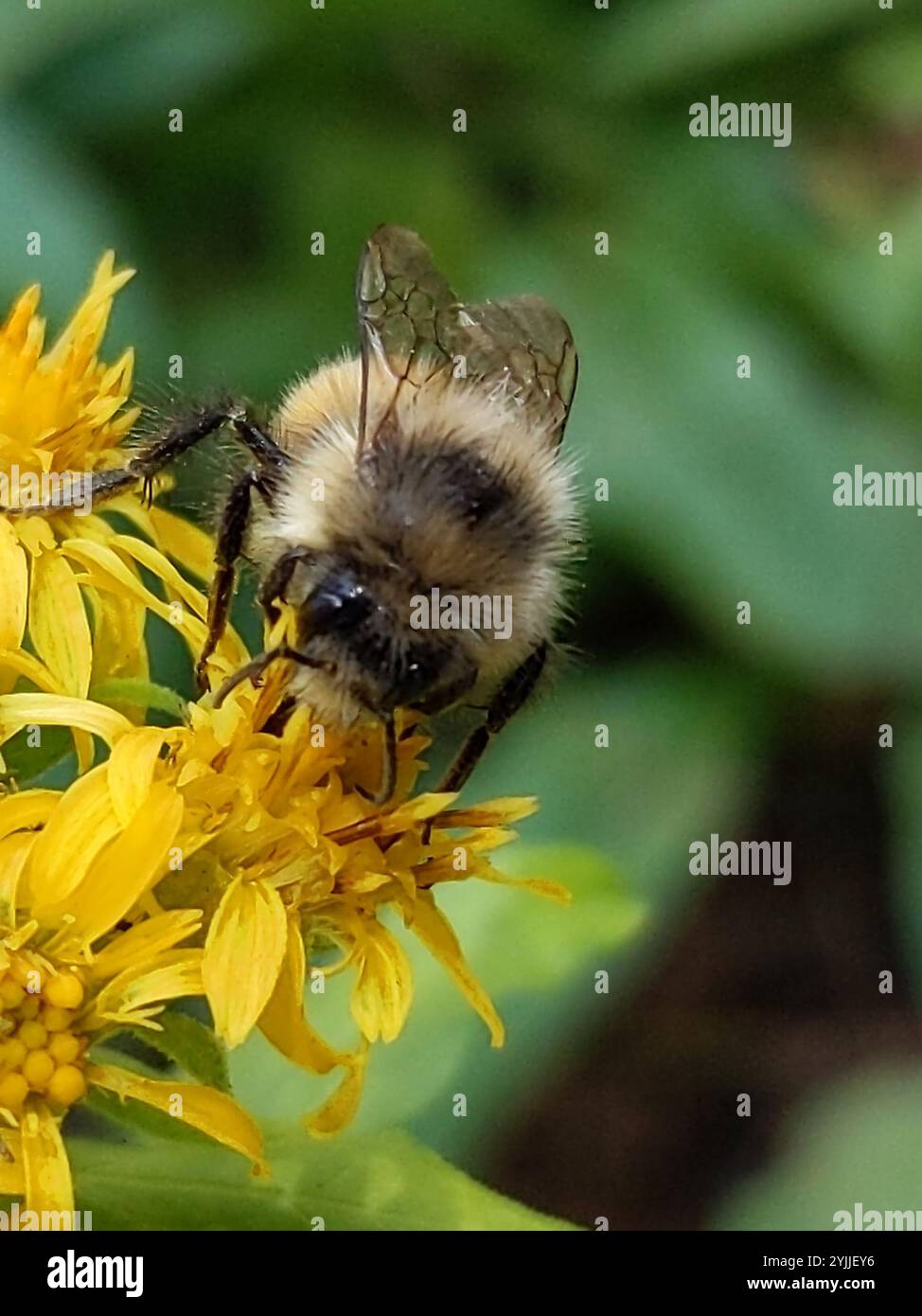 Black-tailed Bumble Bee (Bombus melanopygus Stock Photo - Alamy