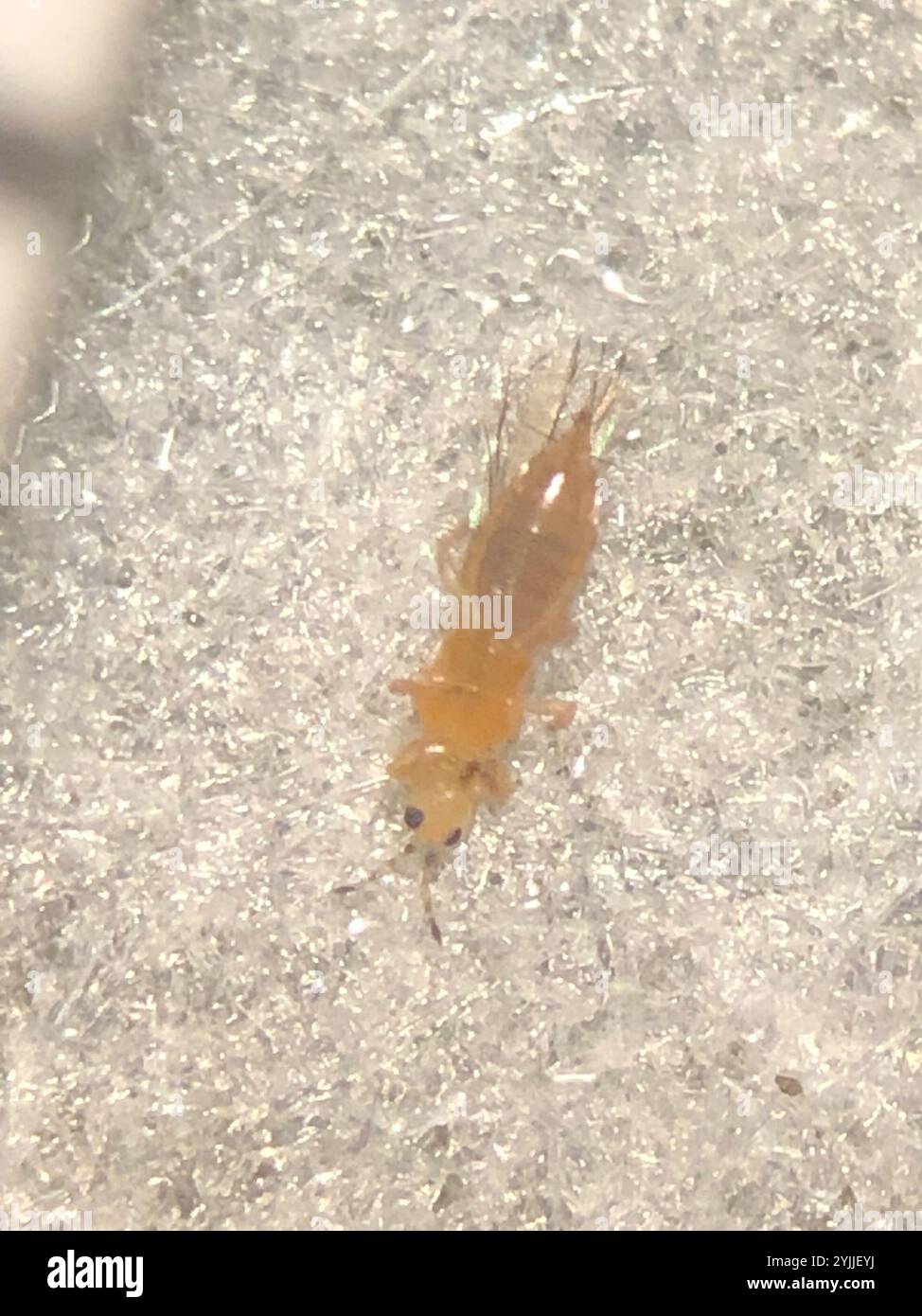 Common Thrips (Thripidae Stock Photo - Alamy