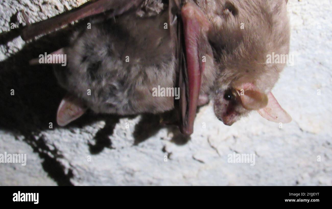 Lesser mouse eared bat hi-res stock photography and images - Alamy