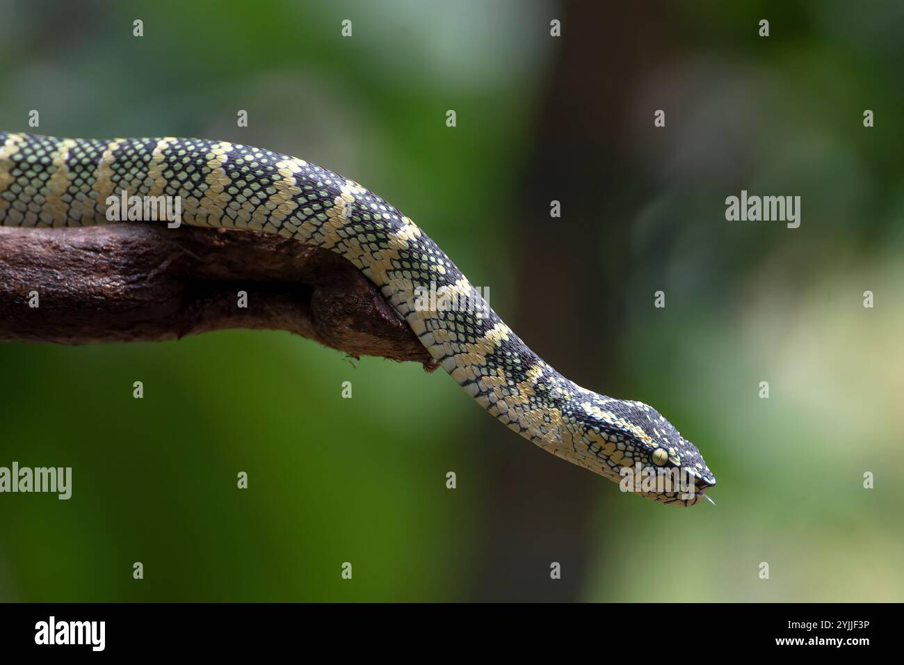Temple pit viper in a tree branch Stock Photo - Alamy