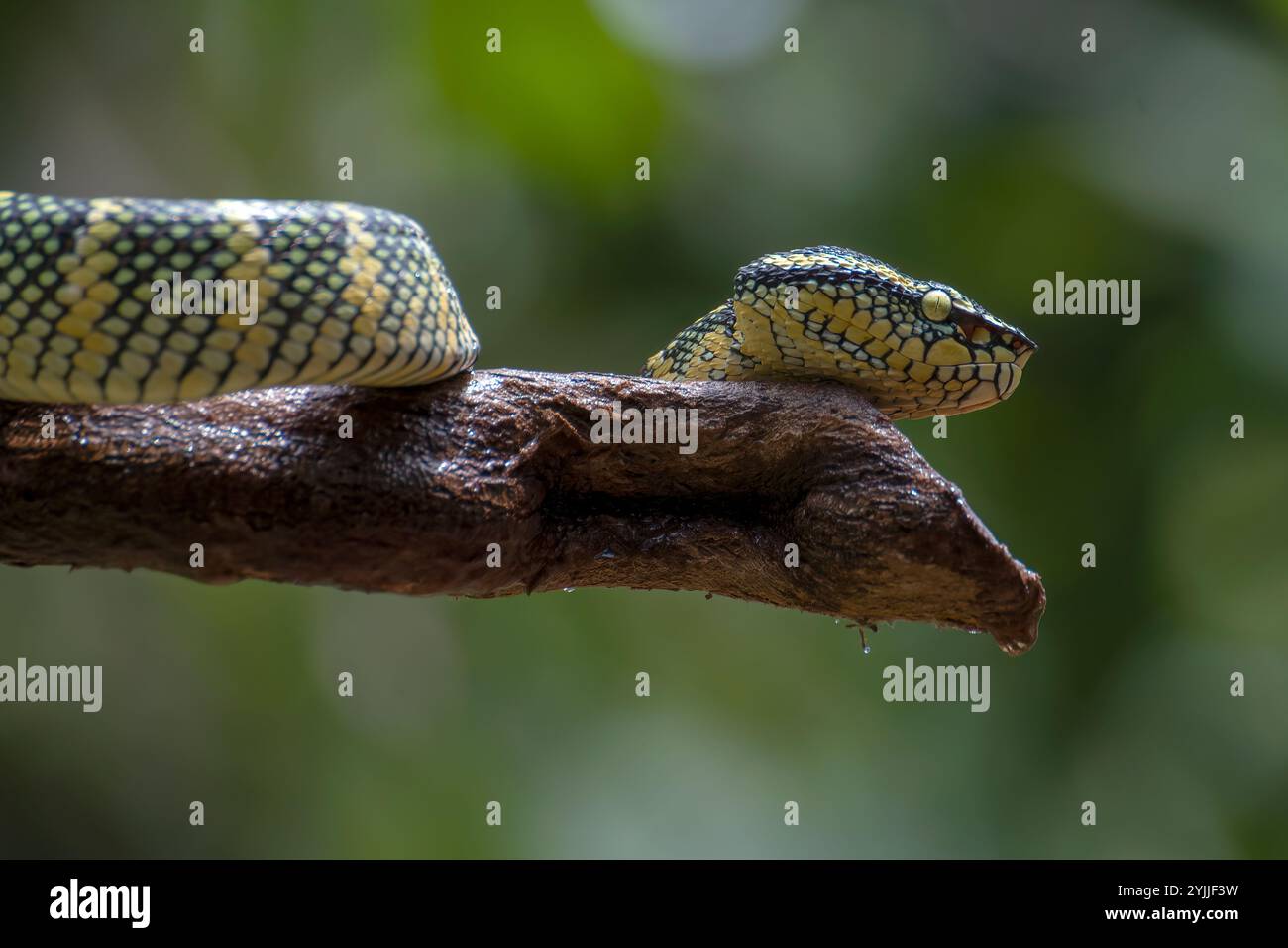 Temple pit viper in a tree branch Stock Photo - Alamy