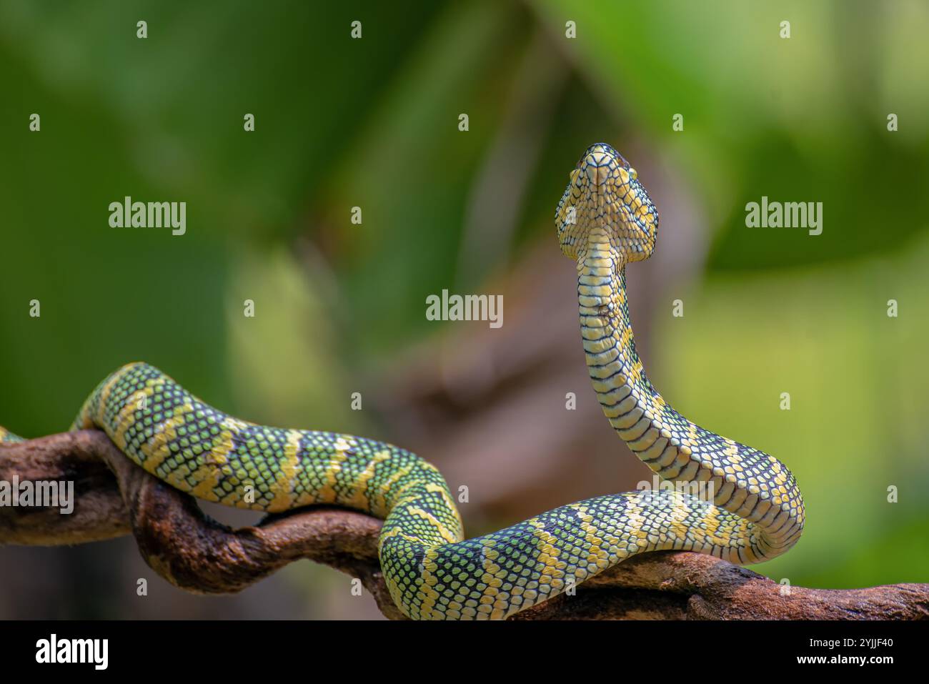 Pit viper in a tree hi-res stock photography and images - Alamy