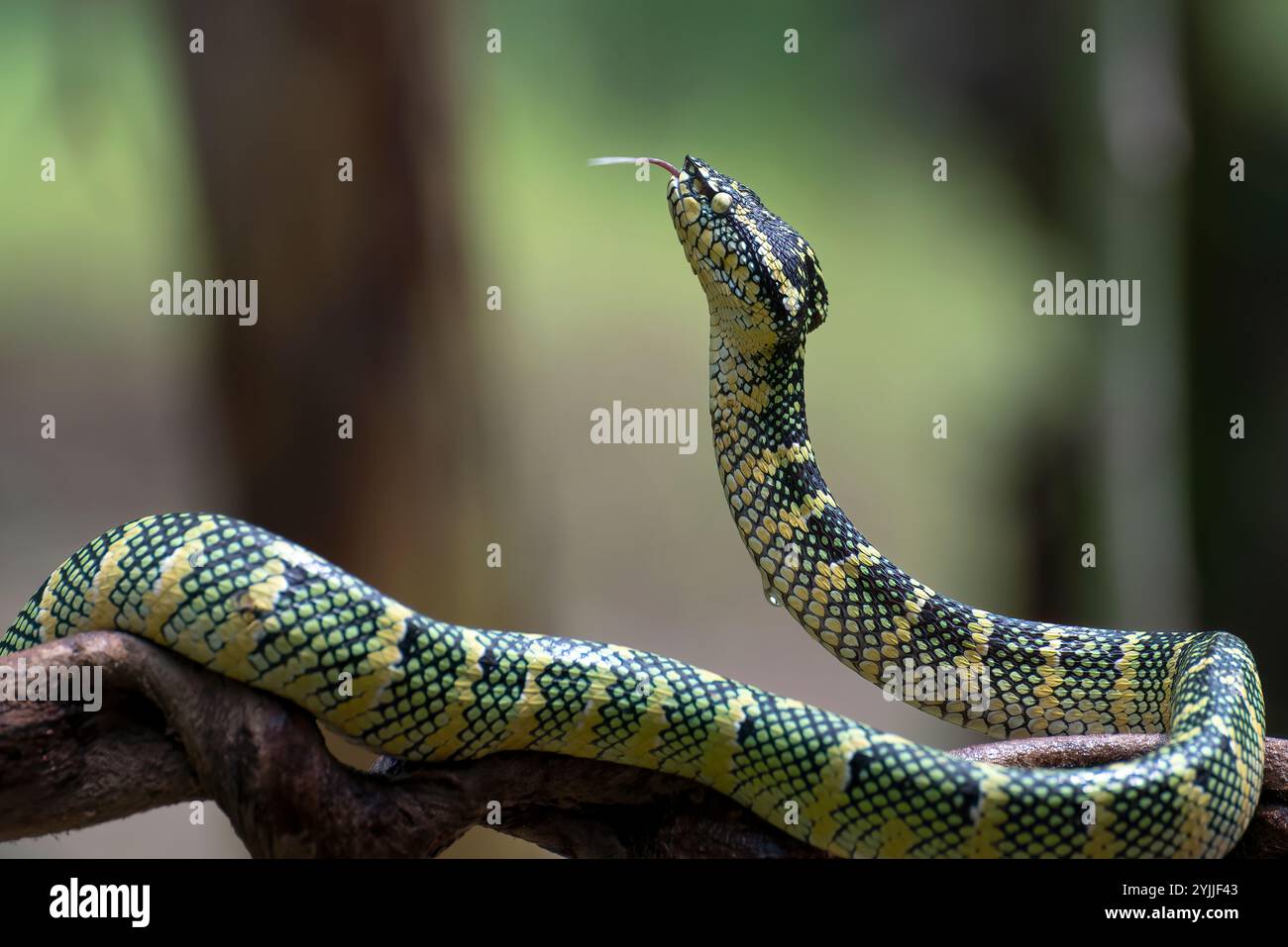 Temple pit viper in a tree branch Stock Photo - Alamy