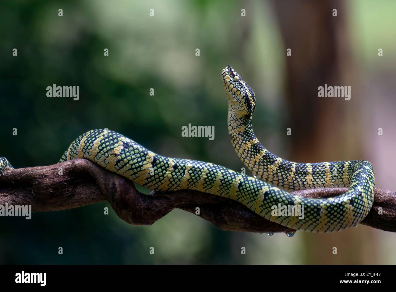 Temple pit viper in a tree branch Stock Photo - Alamy
