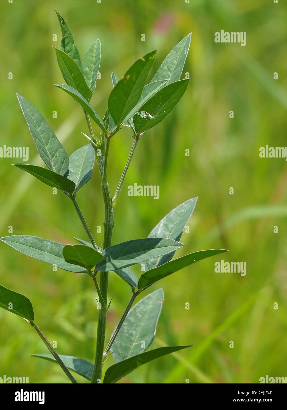 Phasey bean hi-res stock photography and images - Alamy