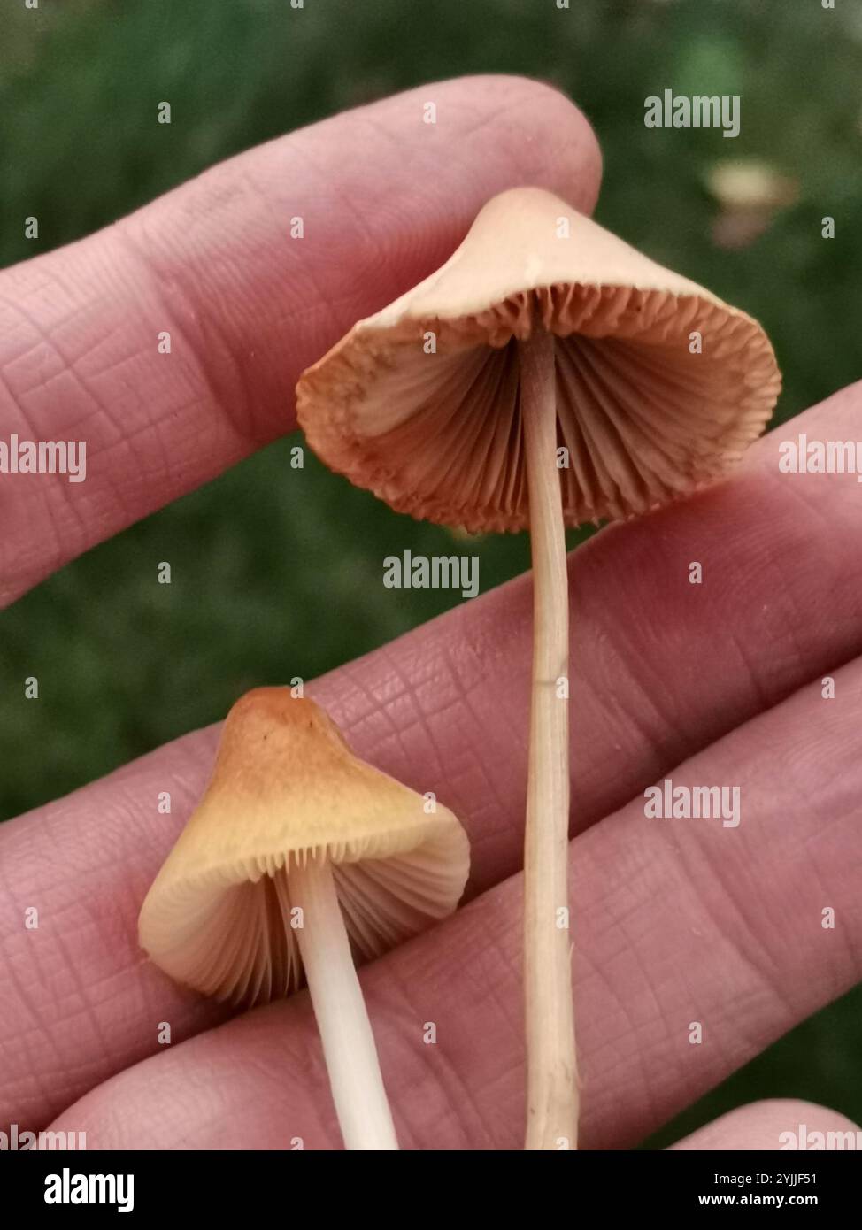 milky conecap (Conocybe apala Stock Photo - Alamy