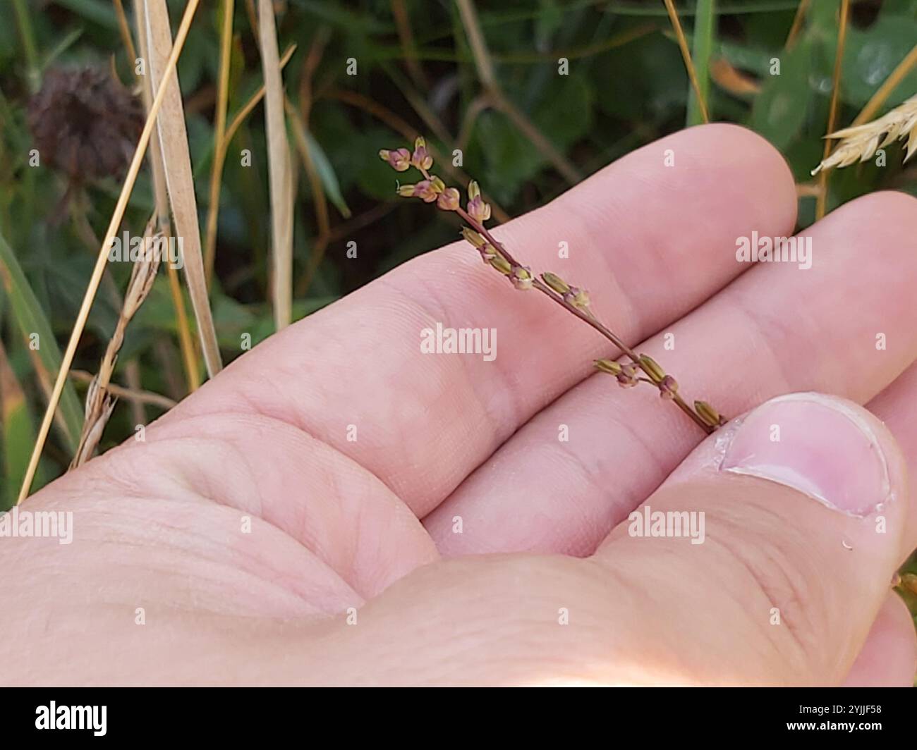 marsh arrowgrass (Triglochin palustris Stock Photo - Alamy