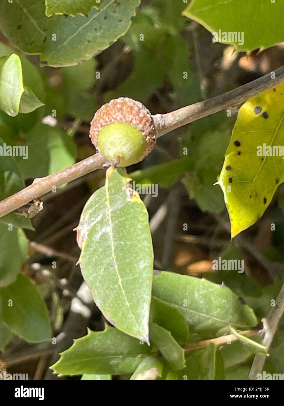 interior live oak (Quercus wislizeni Stock Photo - Alamy