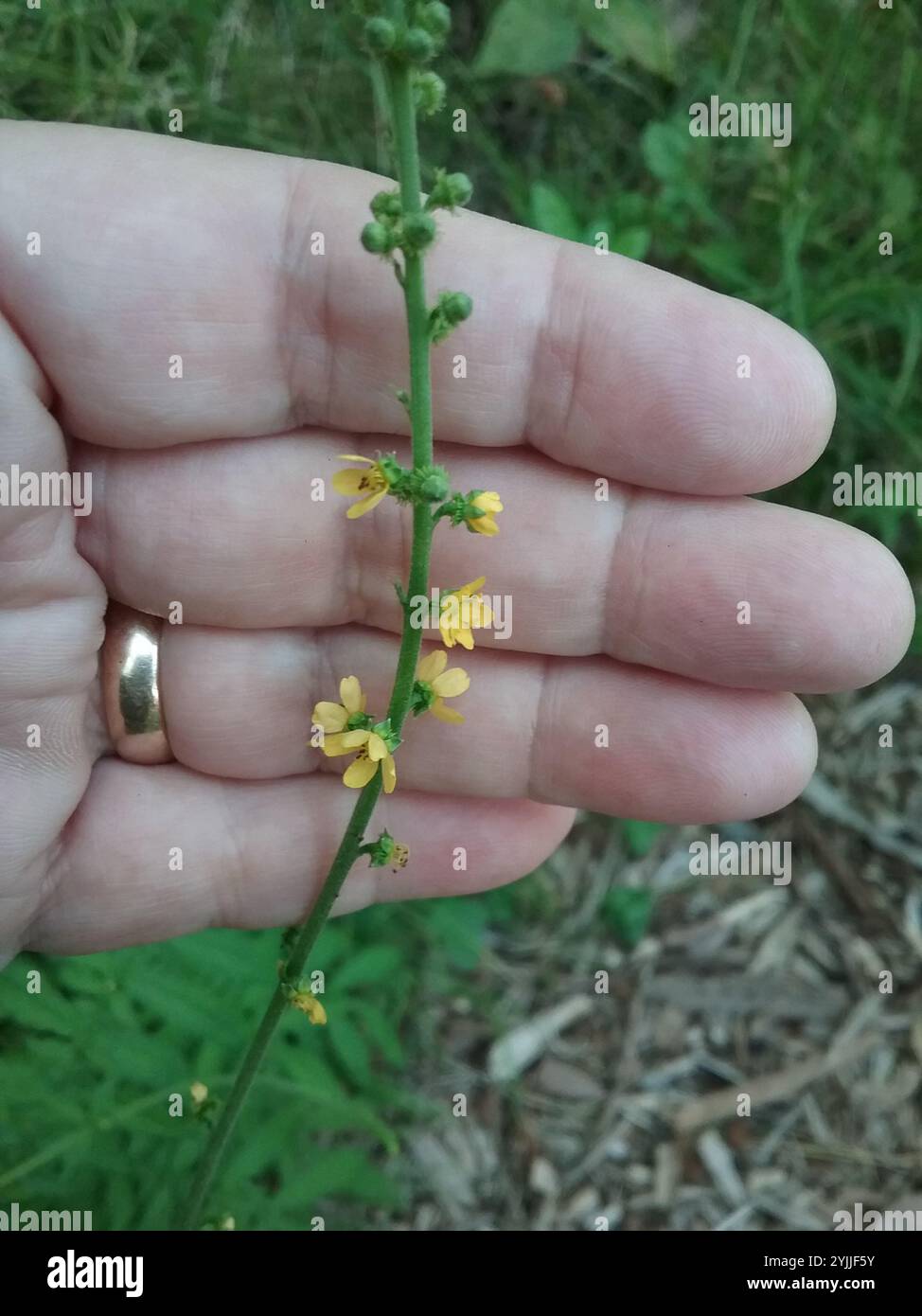 swamp agrimony (Agrimonia parviflora Stock Photo - Alamy