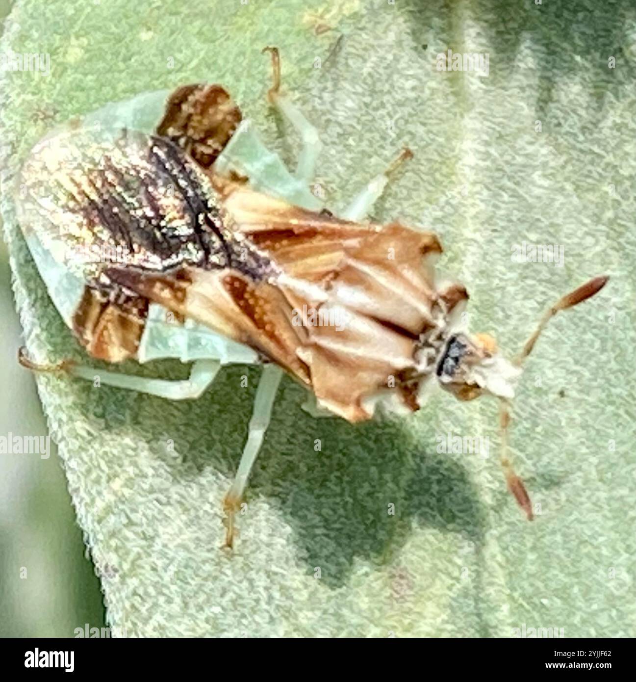 Pennsylvania Ambush Bug (Phymata pennsylvanica Stock Photo - Alamy