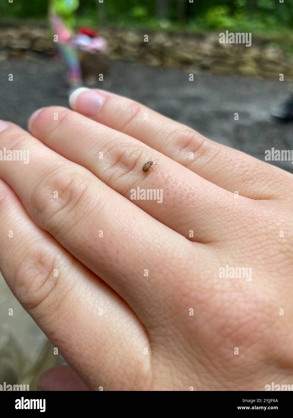 Cucujiform beetles hi-res stock photography and images - Alamy