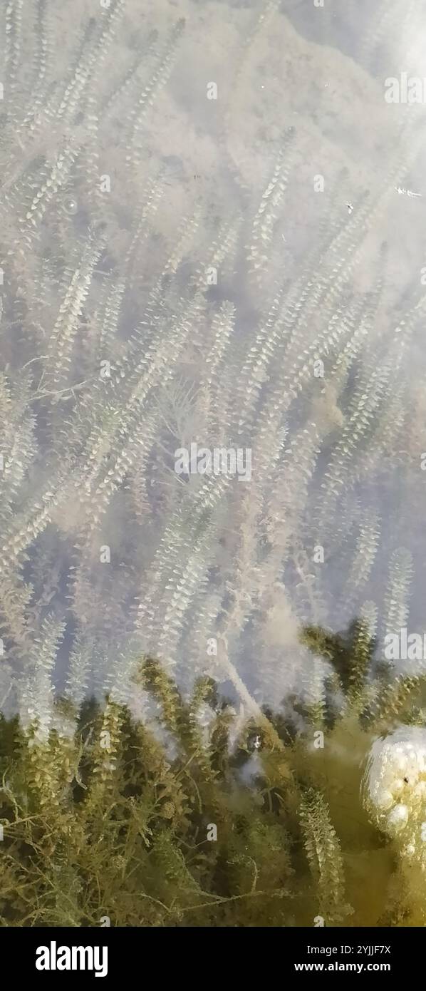 Canadian elodea waterweed hi-res stock photography and images - Alamy