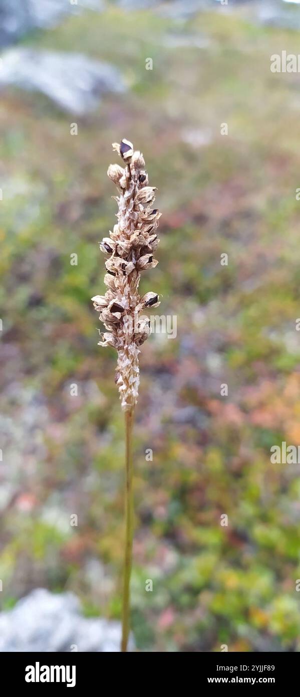 alpine bistort (Bistorta vivipara Stock Photo - Alamy