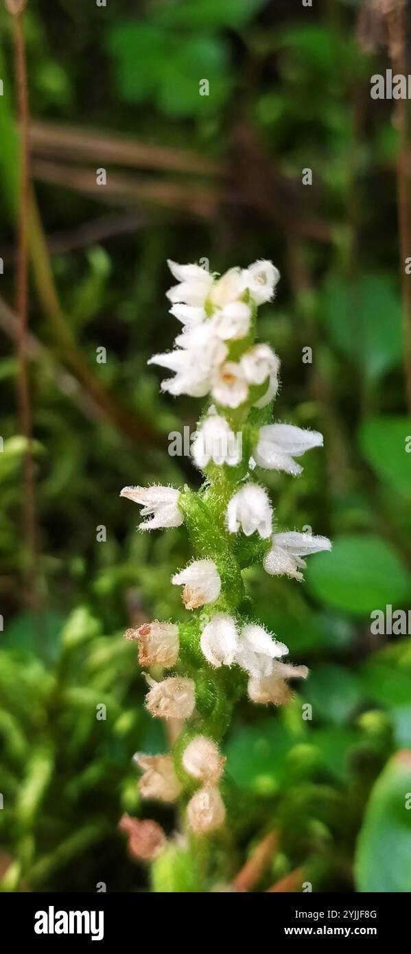 lesser rattlesnake plantain (Goodyera repens Stock Photo - Alamy