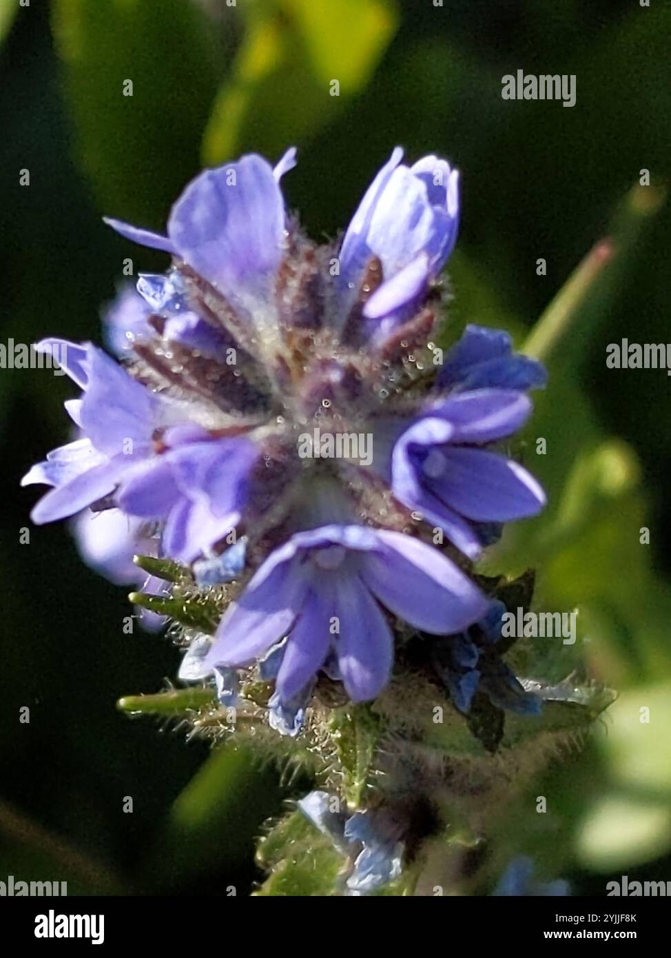 American alpine speedwell hi-res stock photography and images - Alamy