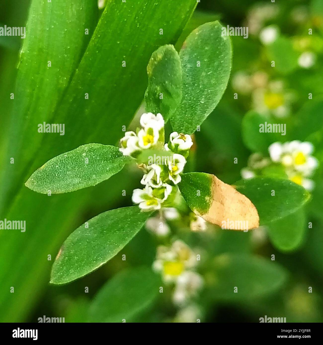 Oval Leaf Knotweed (Polygonum arenastrum Stock Photo - Alamy