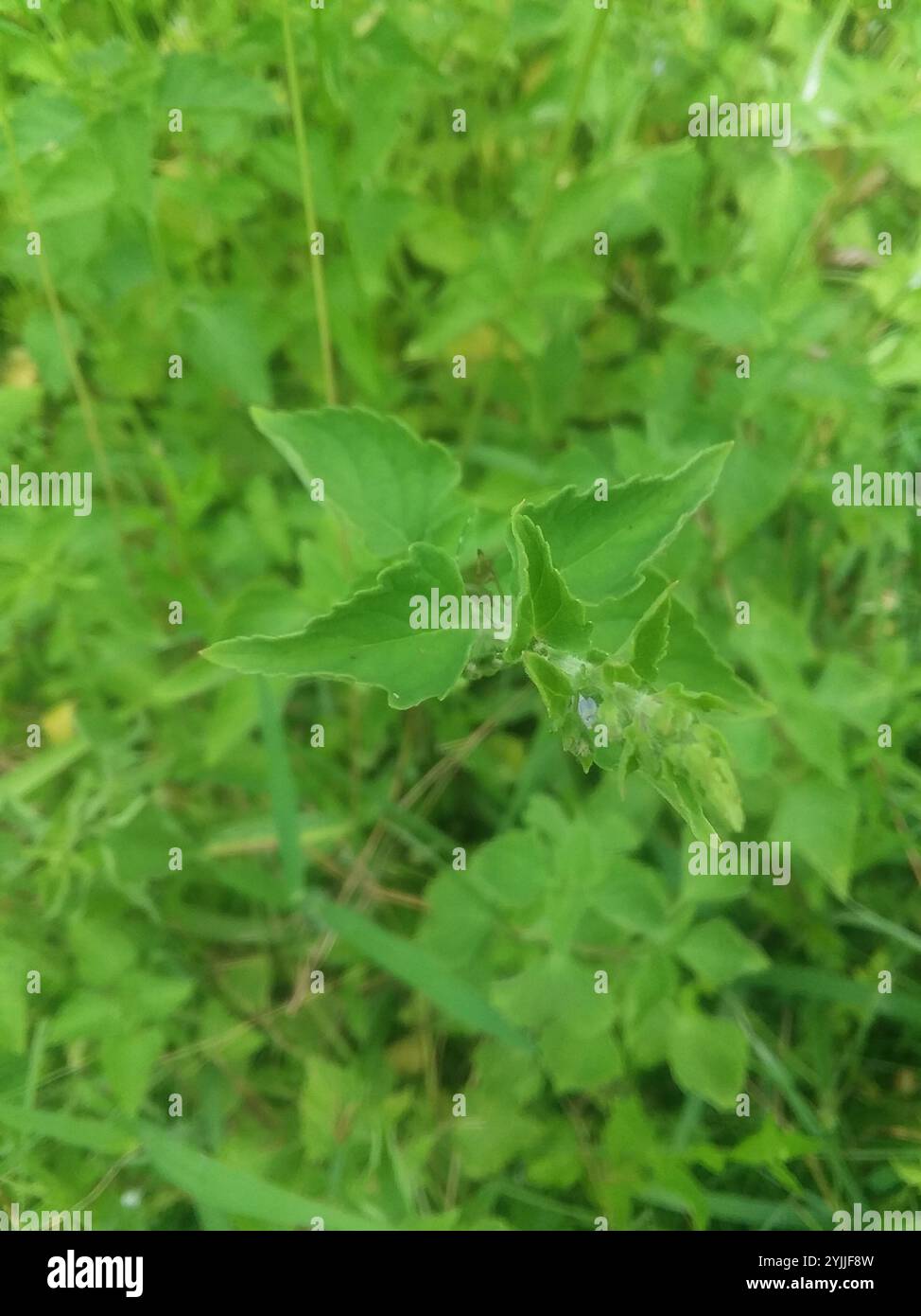 Tropical Bushmint (Hyptis mutabilis Stock Photo - Alamy