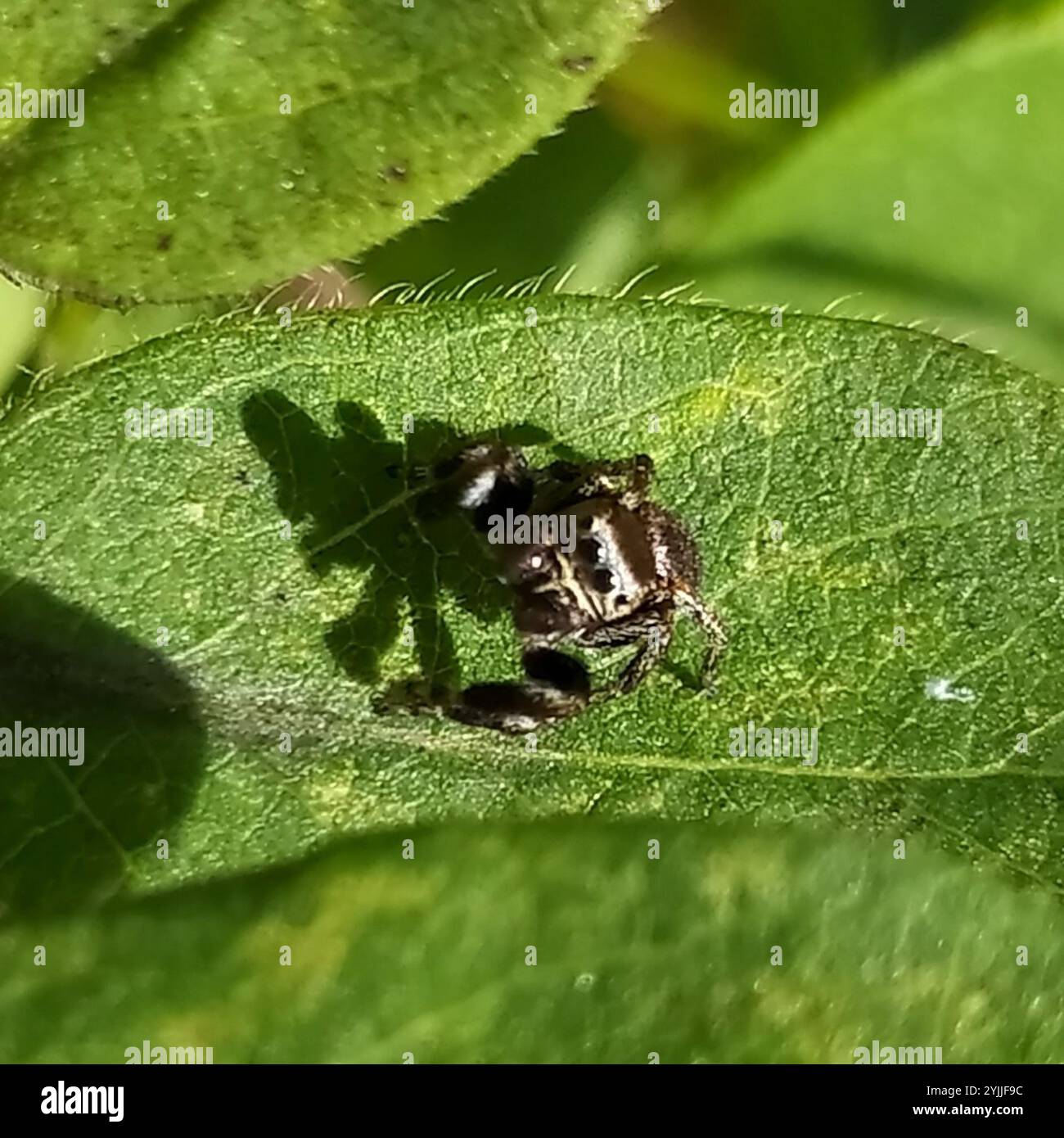 Evarcha arcuata hi-res stock photography and images - Alamy