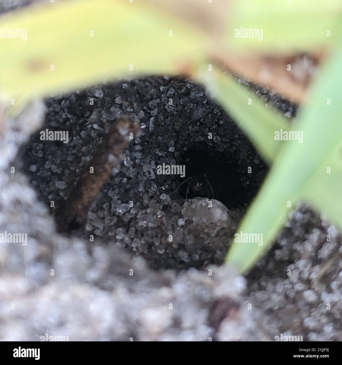 Pyramid Ants (Dorymyrmex Stock Photo - Alamy