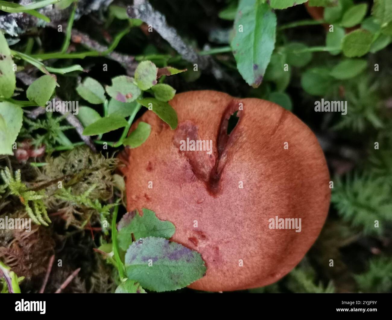 red-banded webcap (Cortinarius armillatus Stock Photo - Alamy