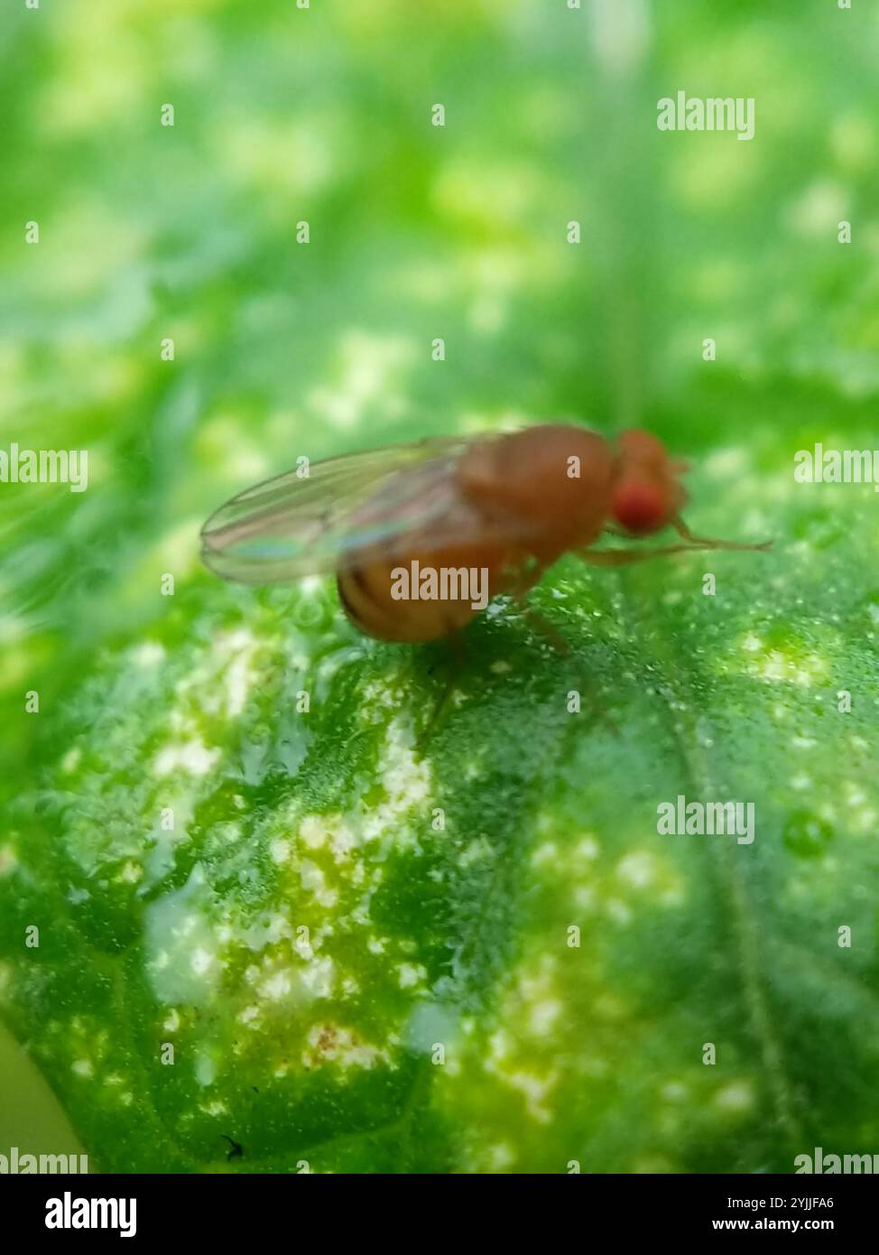 Small Fruit Flies (Drosophila Stock Photo - Alamy