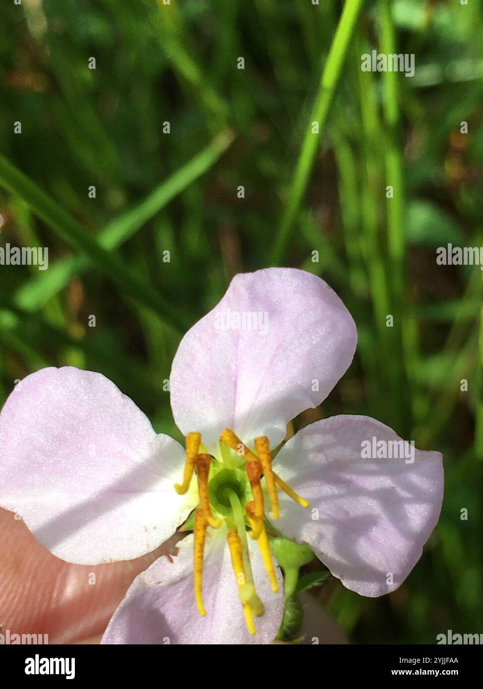 Maryland meadowbeauty (Rhexia mariana Stock Photo - Alamy