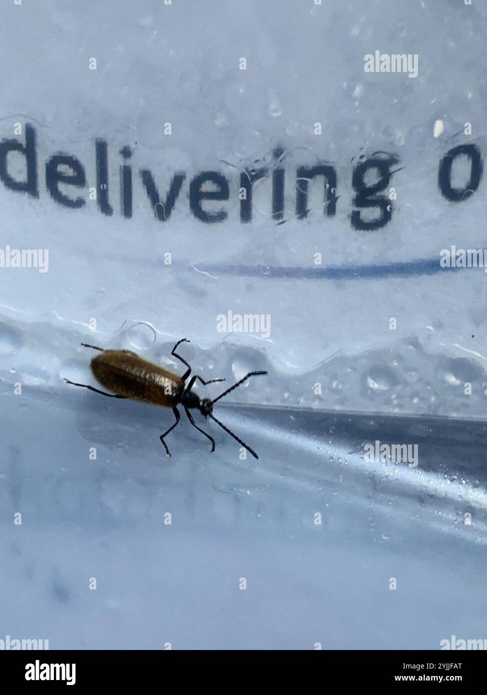 Rough-haired Lagria Beetle (Lagria hirta Stock Photo - Alamy