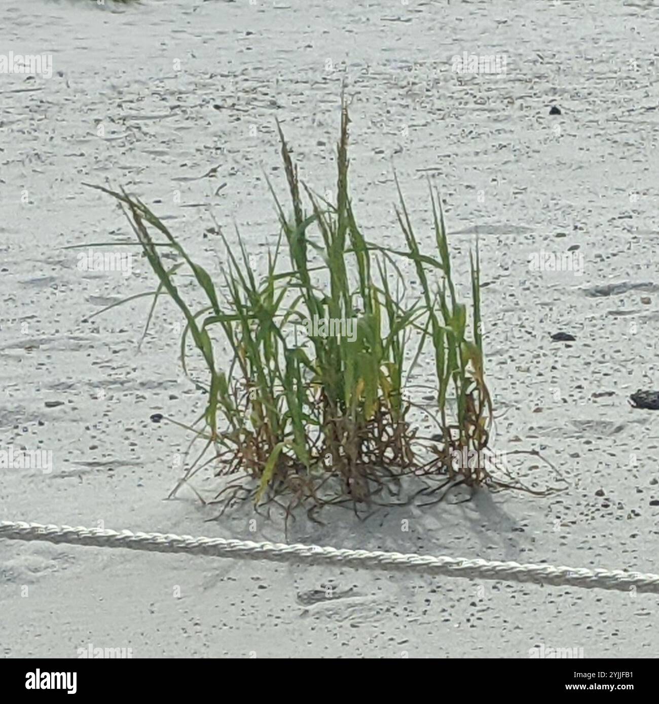 Panicgrass hi-res stock photography and images - Alamy